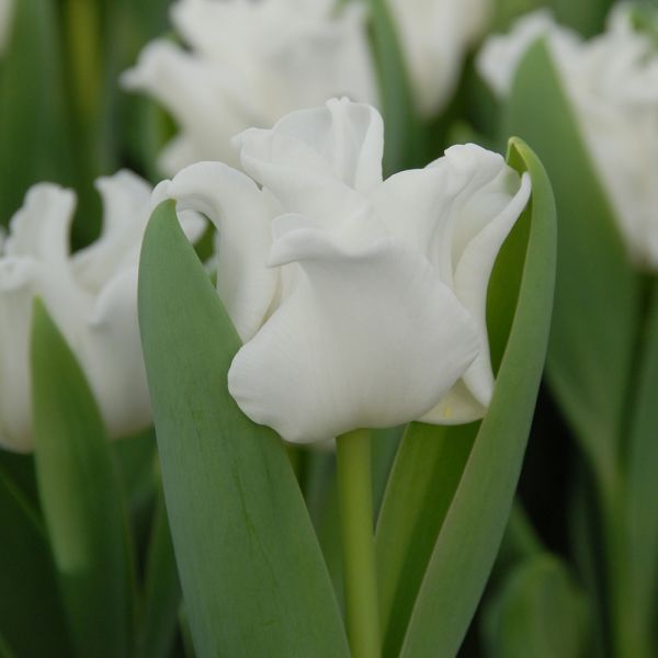 Tulip 'White Liberstar' | White Flower Farm