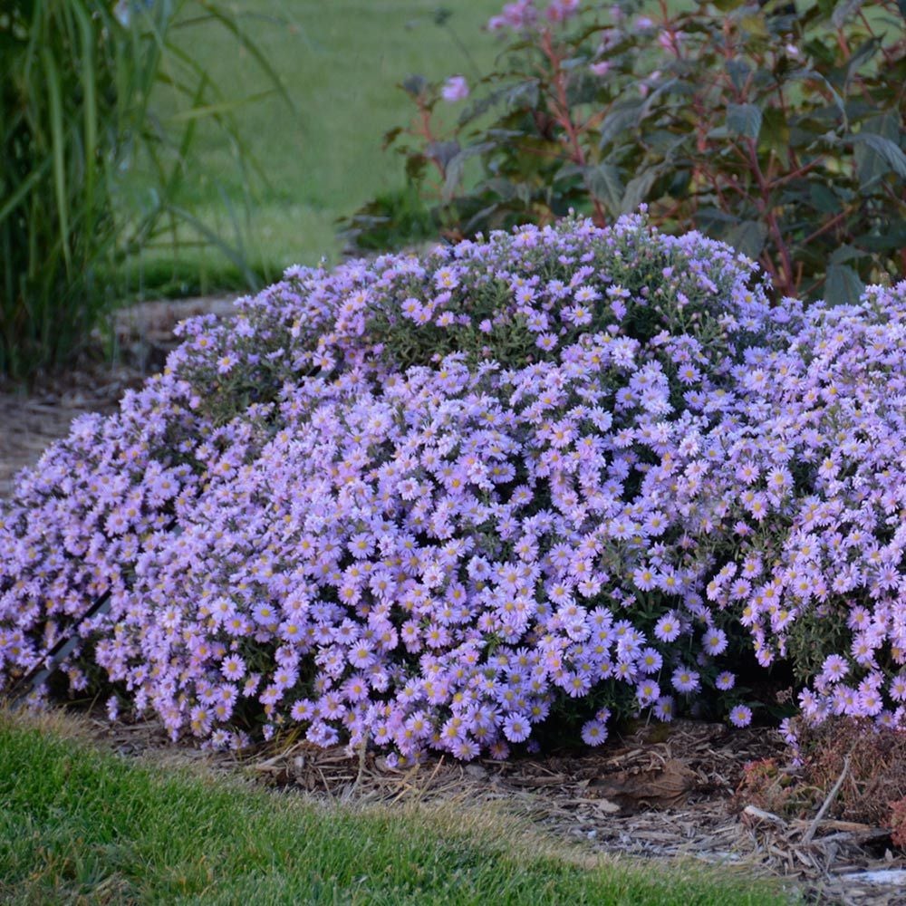 lilac aster flower