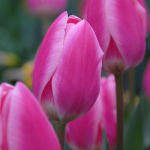 Early Surprise Tulip Mix | White Flower Farm