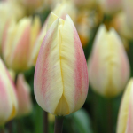 Early Surprise Tulip Mix | White Flower Farm