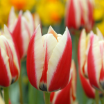Early Surprise Tulip Mix | White Flower Farm