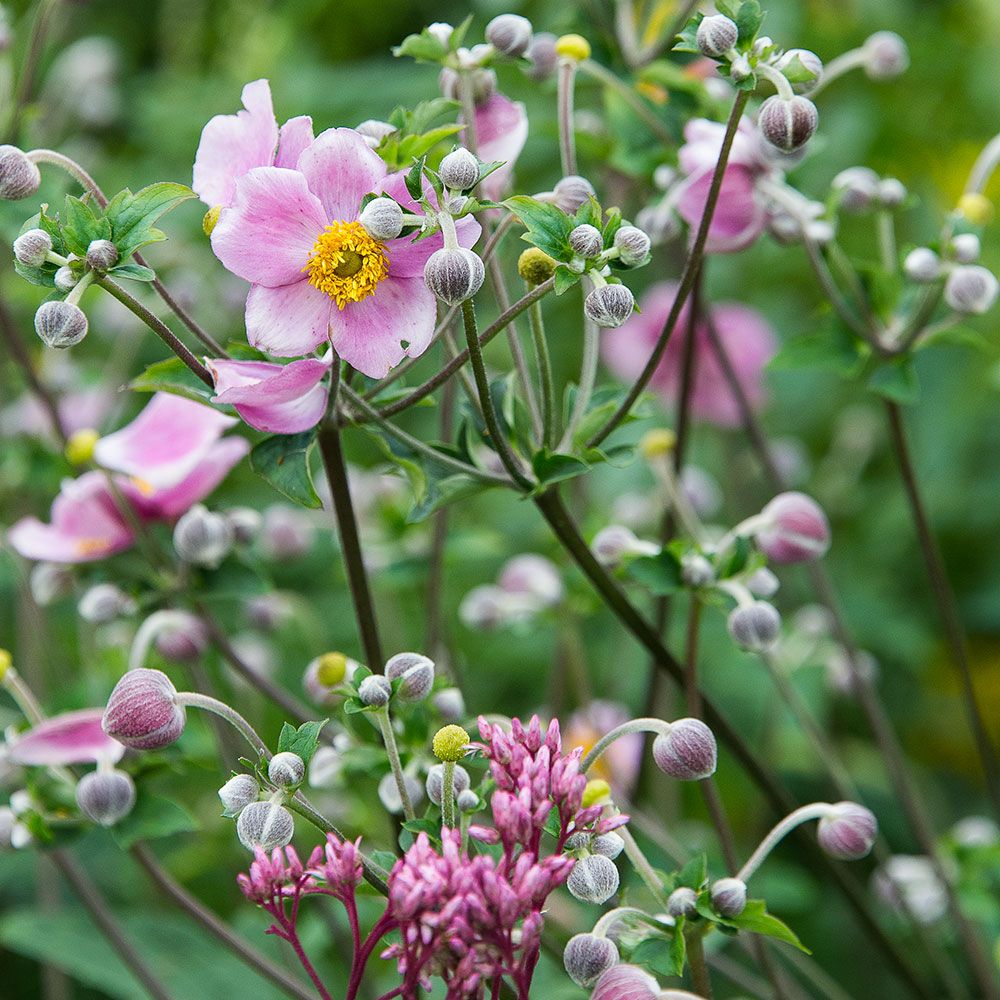 Anemone x hybrida 'Robustissima' | White Flower Farm