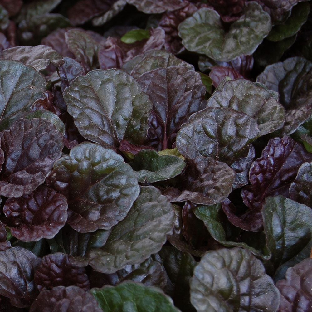 Ajuga reptans 'Black Scallop' | White Flower Farm