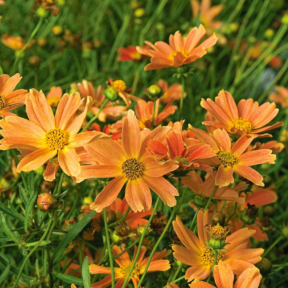 Coreopsis 'Sienna Sunset' | White Flower Farm