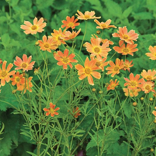 Coreopsis 'Sienna Sunset' | White Flower Farm