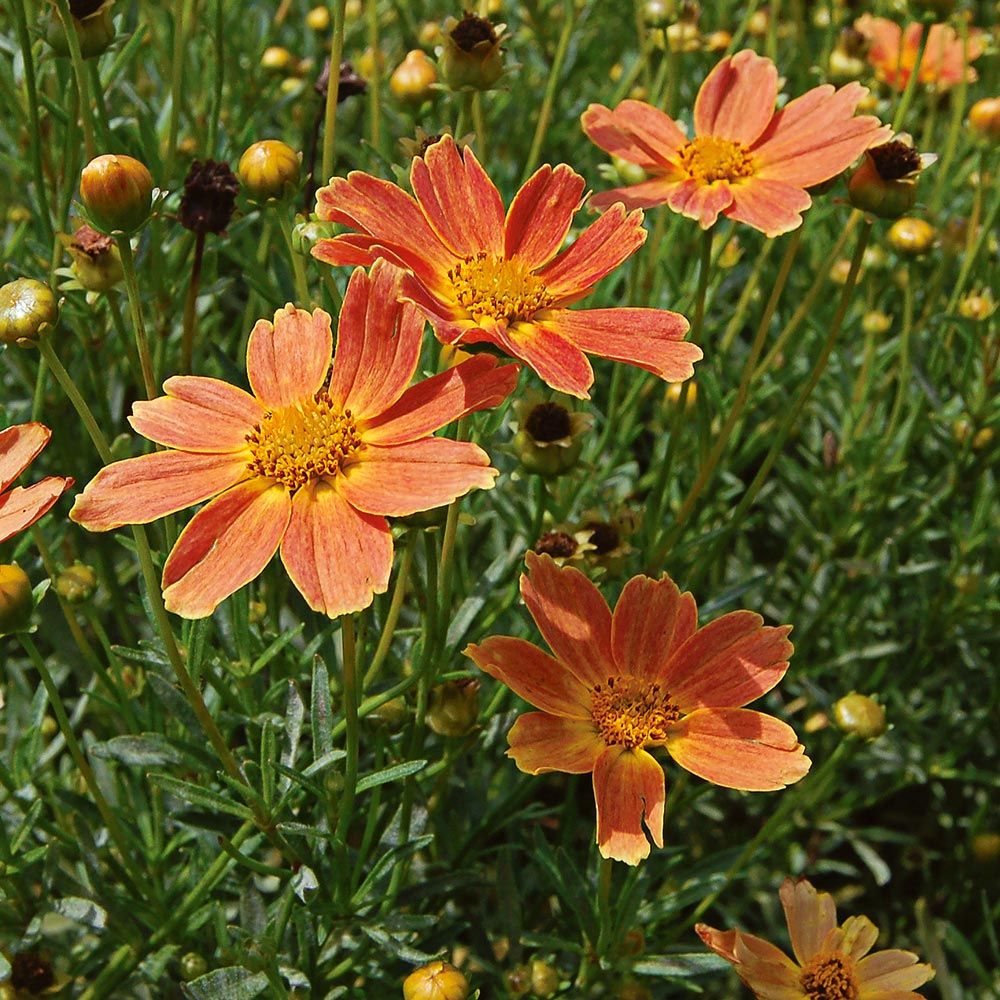 Coreopsis 'Sienna Sunset' | White Flower Farm