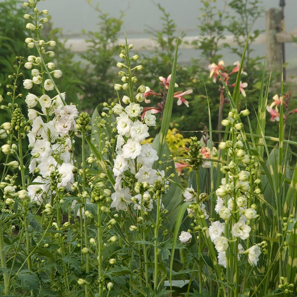 Delphinium Magic Fountains Strain | White Flower Farm