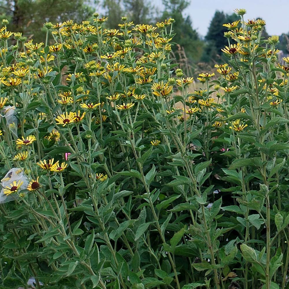 Rudbeckia subtomentosa 'Little Henry' | White Flower Farm