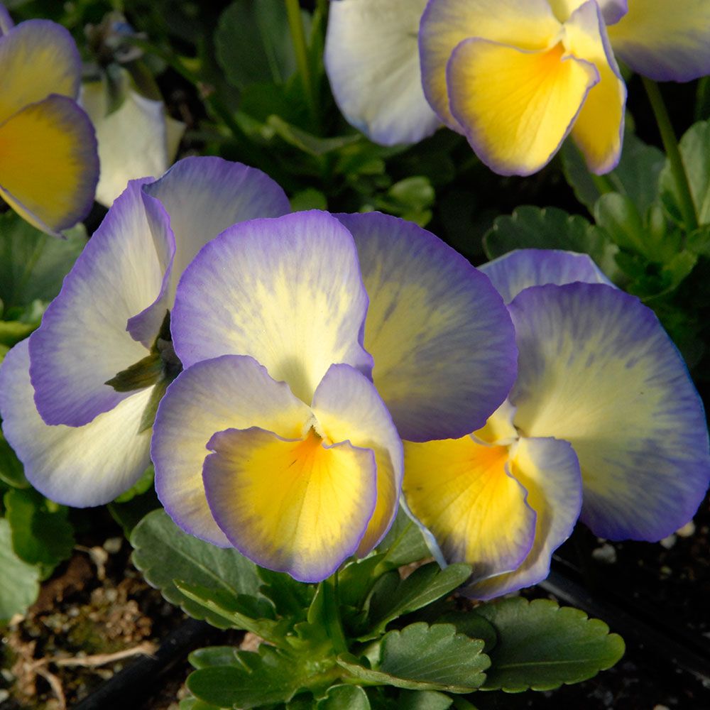 Viola 'Etain' | White Flower Farm