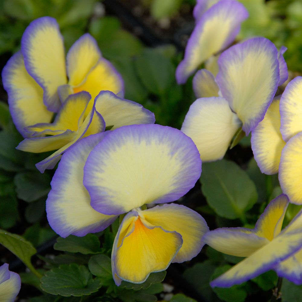 Viola 'Etain' | White Flower Farm