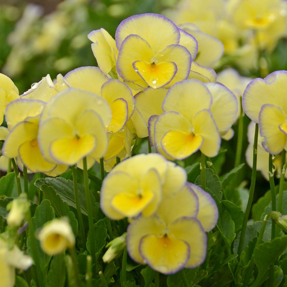 Viola 'Etain' | White Flower Farm
