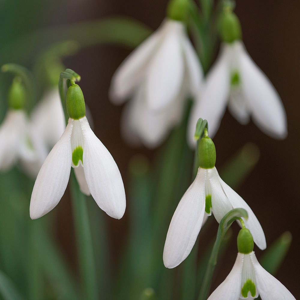 Galanthus Atkinsii | White Flower Farm