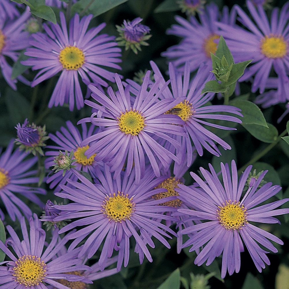 Aster x frikartii Monch | White Flower Farm
