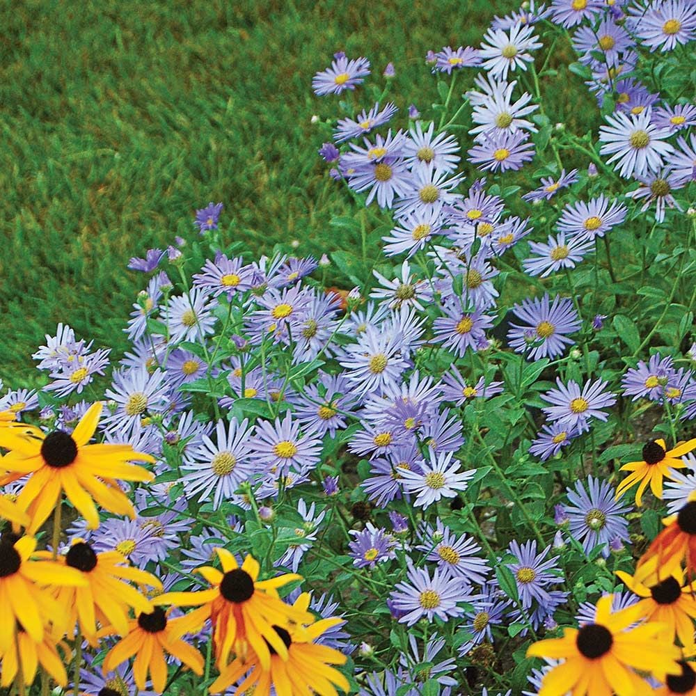 Aster x frikartii 'Mönch' | White Flower Farm