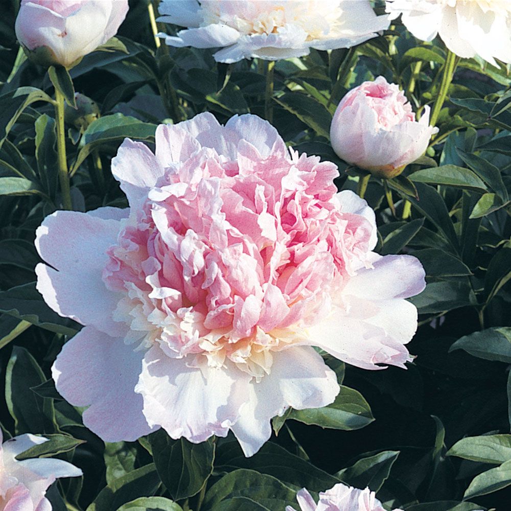 Paeonia Raspberry Sundae | White Flower Farm