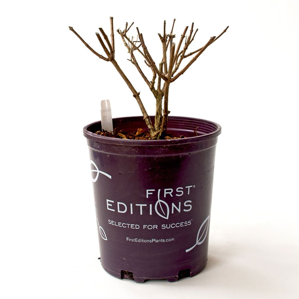 Hydrangea paniculata Diamond Rouge® | White Flower Farm