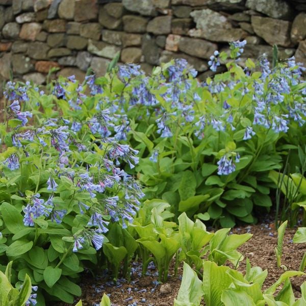 Mertensia virginica | White Flower Farm
