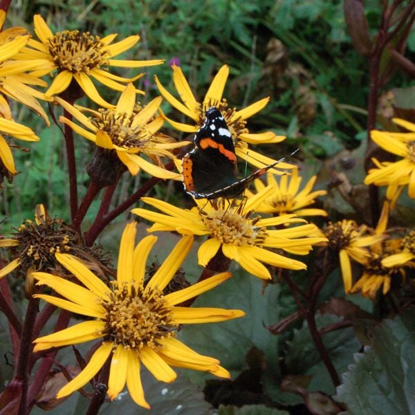 Ligularia dentata 'Britt-Marie Crawford' | White Flower Farm