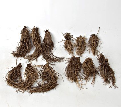 Emerald Atoll, Miniature Hosta Collection | White Flower Farm