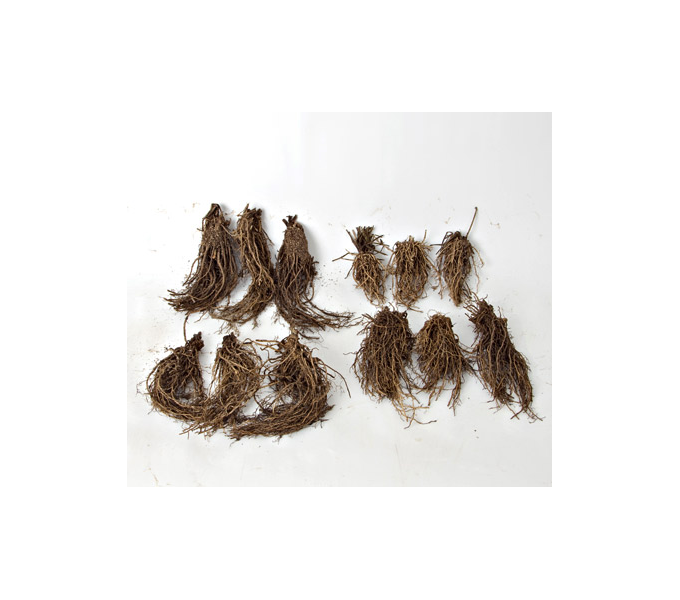 Emerald Atoll, Miniature Hosta Collection | White Flower Farm