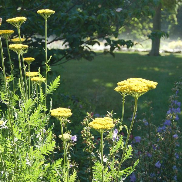 Achillea filipendulina 'Gold Plate' | White Flower Farm