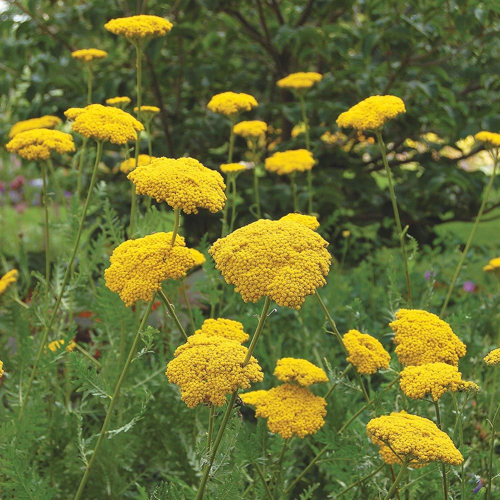 Achillea filipendulina 'Gold Plate' | White Flower Farm