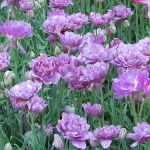 Tulip Silver Cloud | White Flower Farm