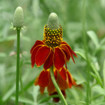 Ratibida columnifera Red Midget | White Flower Farm