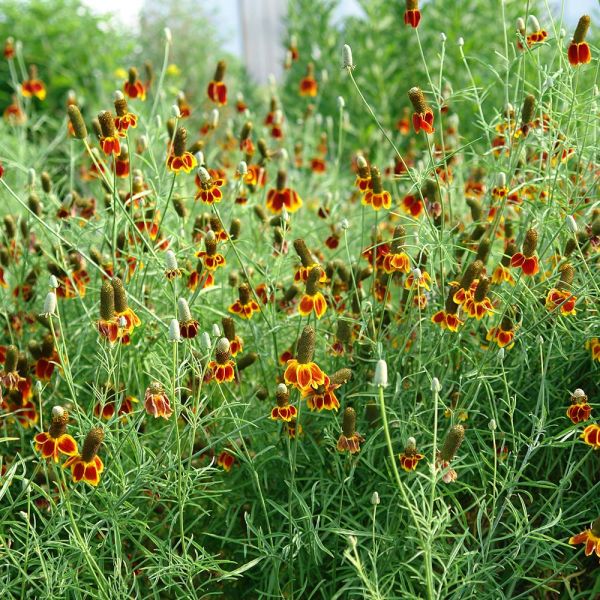 Ratibida columnifera 'Red Midget' | White Flower Farm