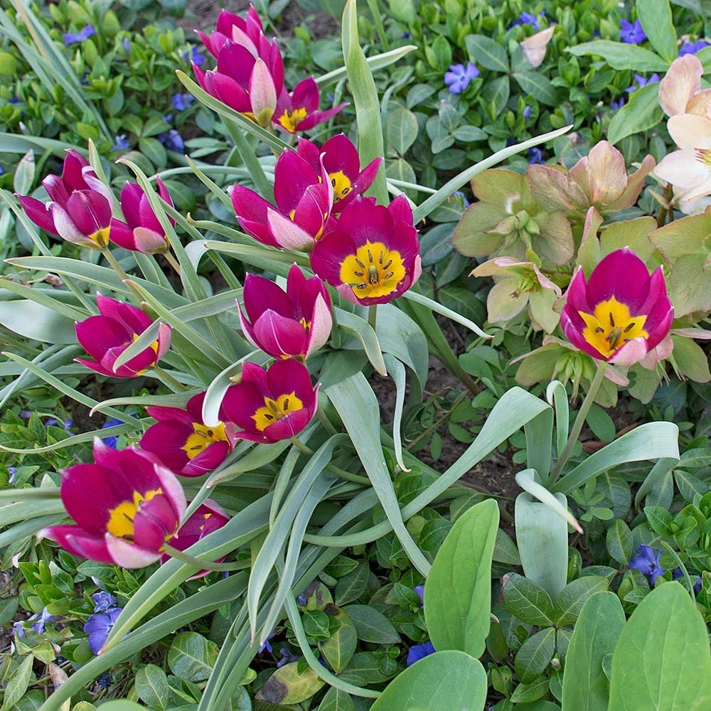 Tulip humilis 'Persian Pearl' | White Flower Farm