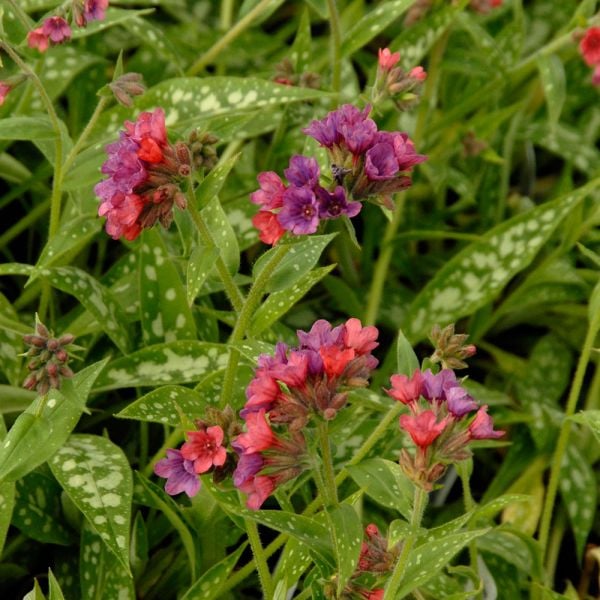 Pulmonaria 'Raspberry Splash' | White Flower Farm