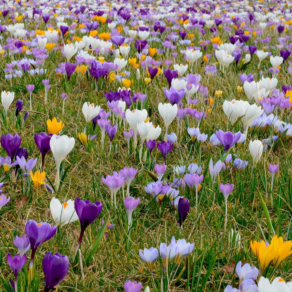Farewell to Winter Crocus Mix | White Flower Farm