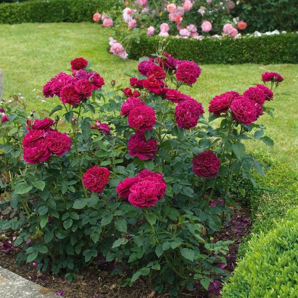 Rose Darcey Bussell | White Flower Farm