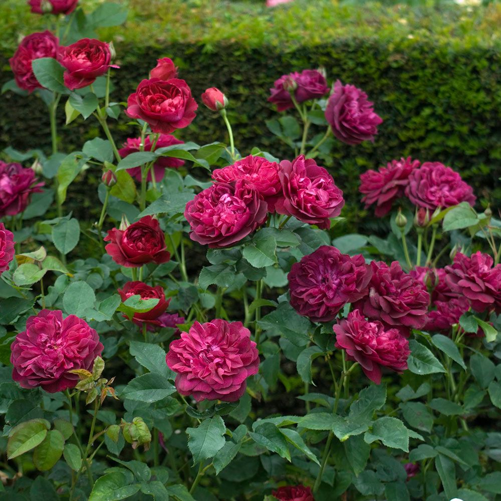 Rose Darcey Bussell | White Flower Farm