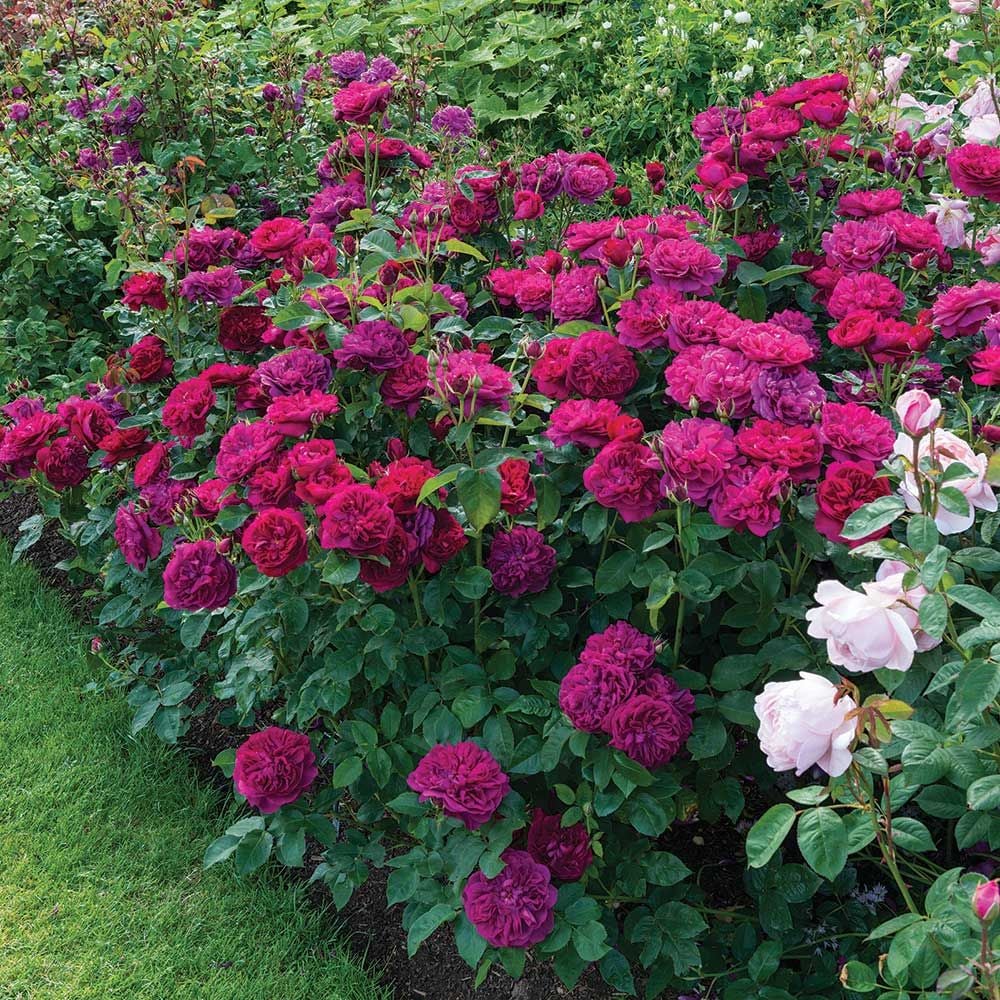 Rose Darcey Bussell | White Flower Farm