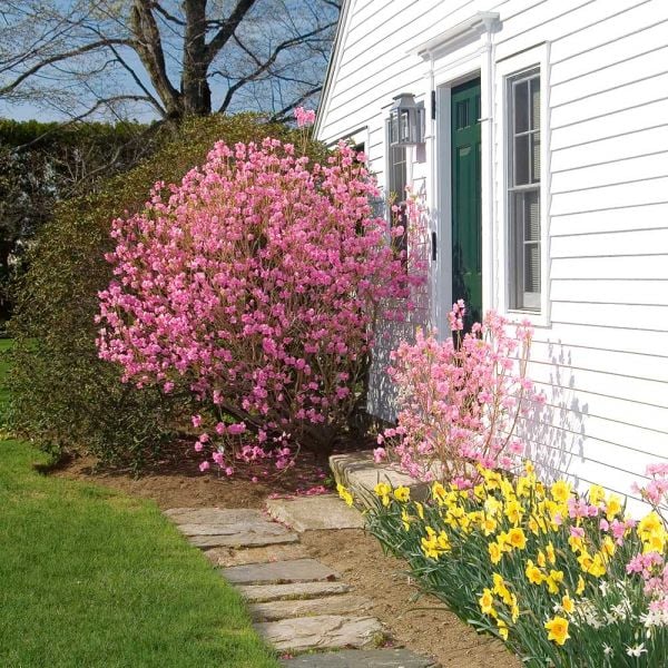 Rhododendron mucronulatum 'Cornell Pink' | White Flower Farm