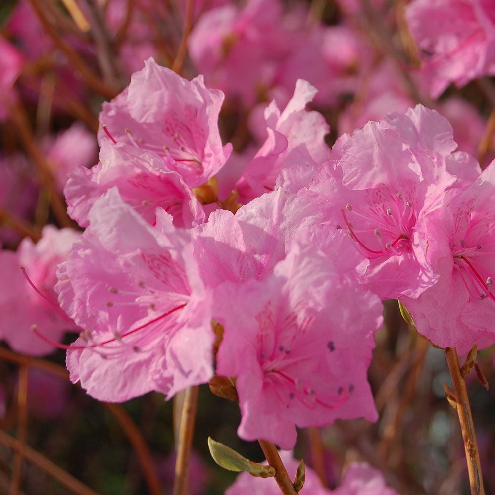 Rhododendron mucronulatum 'Cornell Pink' | White Flower Farm