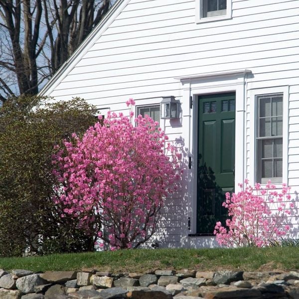 Rhododendron mucronulatum 'Cornell Pink' | White Flower Farm