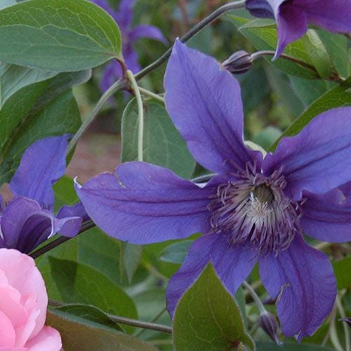 Clematis Sapphire Indigo™ | White Flower Farm