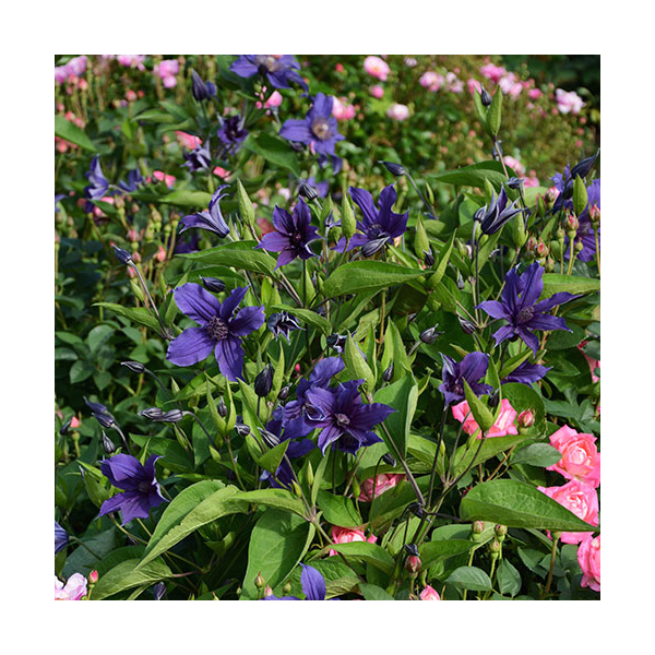 Clematis Sapphire Indigo™ | White Flower Farm