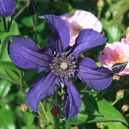 Clematis Sapphire Indigo™ | White Flower Farm