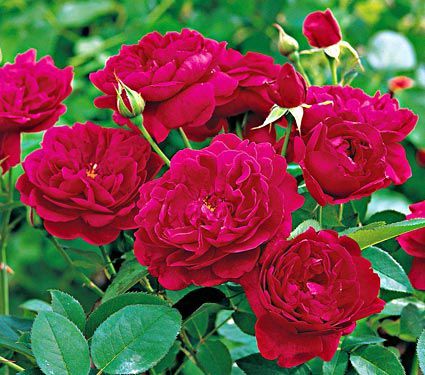 David Austin® Roses | White Flower Farm