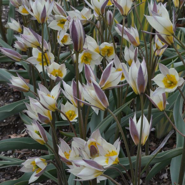 Tulip turkestanica | White Flower Farm
