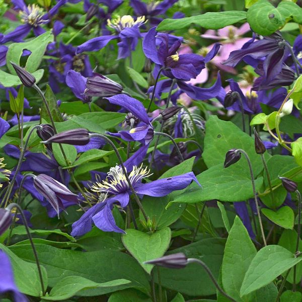 Clematis Petit Faucon™ Victorian™ | White Flower Farm