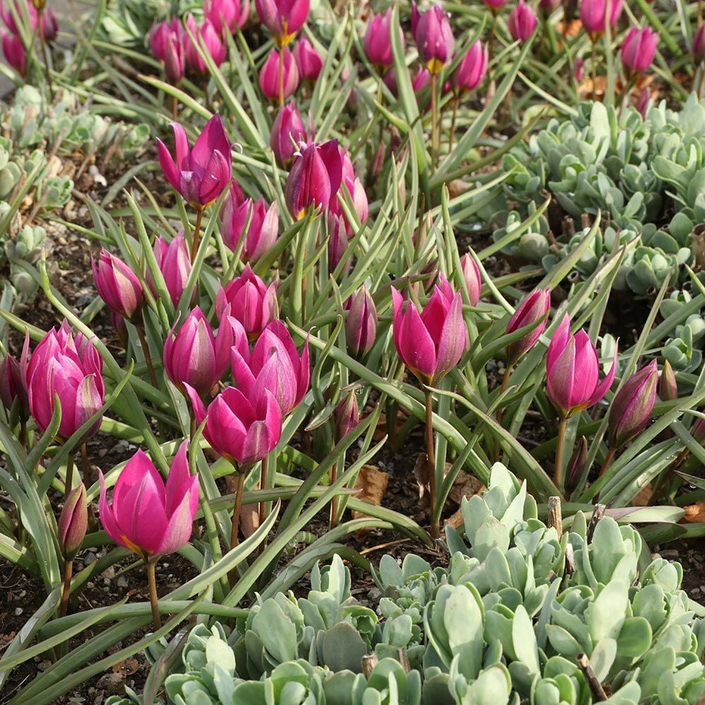 Tulip humilis 'Eastern Star' | White Flower Farm