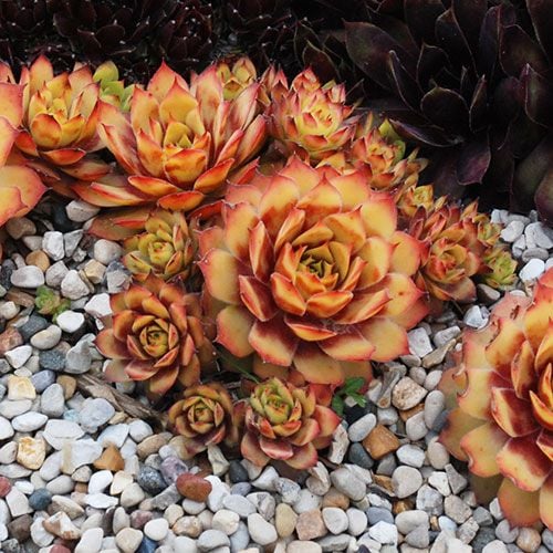 Sempervivum Chick Charms® 'Gold Nugget' | White Flower Farm