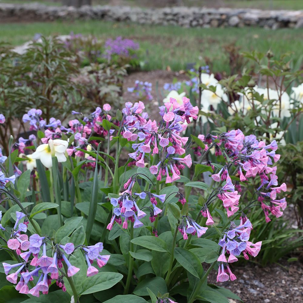 Mertensia virginica | White Flower Farm
