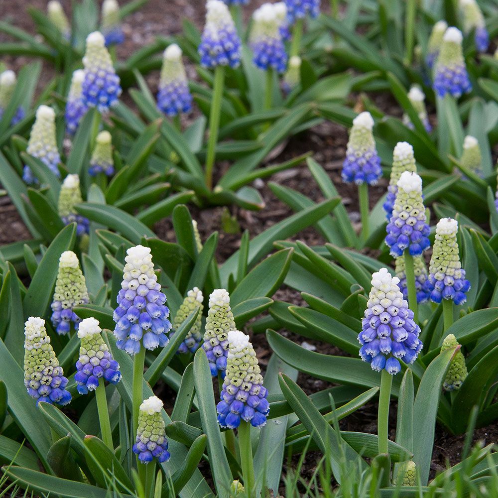 Muscari armeniacum 'Mountain Lady' | White Flower Farm