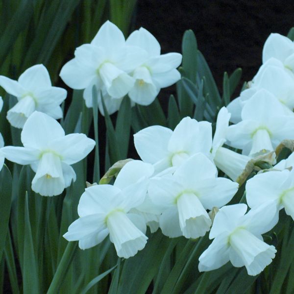 White Trumpet Solo Daffodil Mix | White Flower Farm