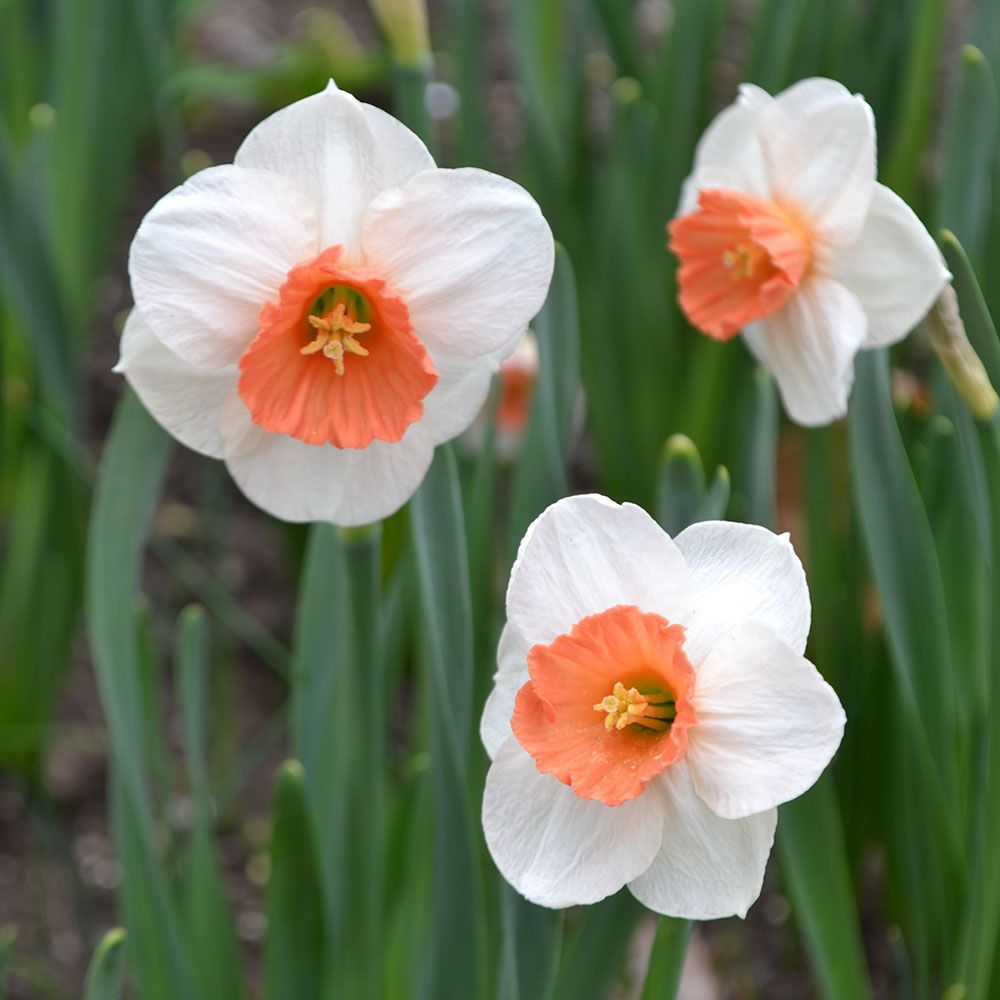 Narcissus 'Brooke Ager' | White Flower Farm
